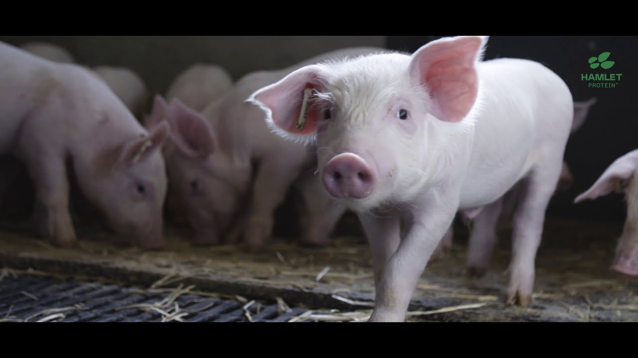 HP 300 - Results from 20 years of feeding trials are the proof - YouTube