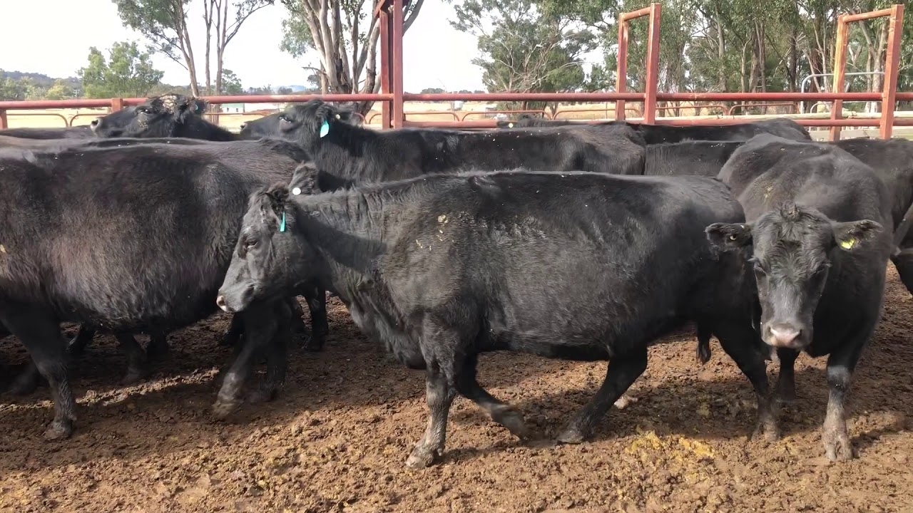 RIB 30 COWS - YouTube