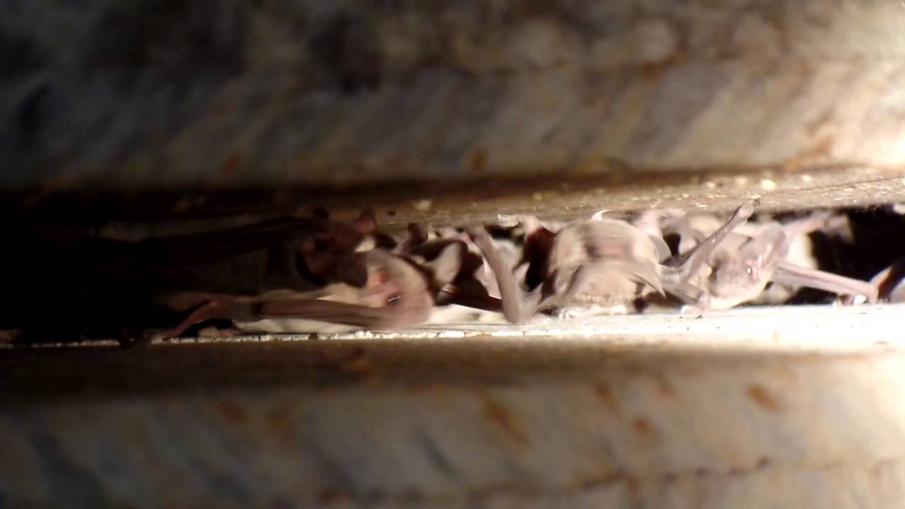 Bats in the bridge at Campbell Road (near River Rd) Tucson, AZ - YouTube