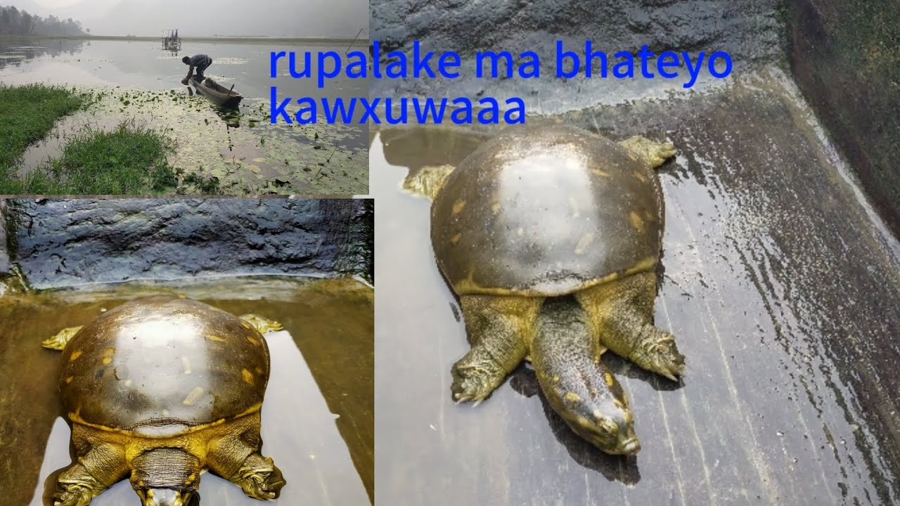 Kaha batw aayo rupatal ma kawxuwaa - YouTube