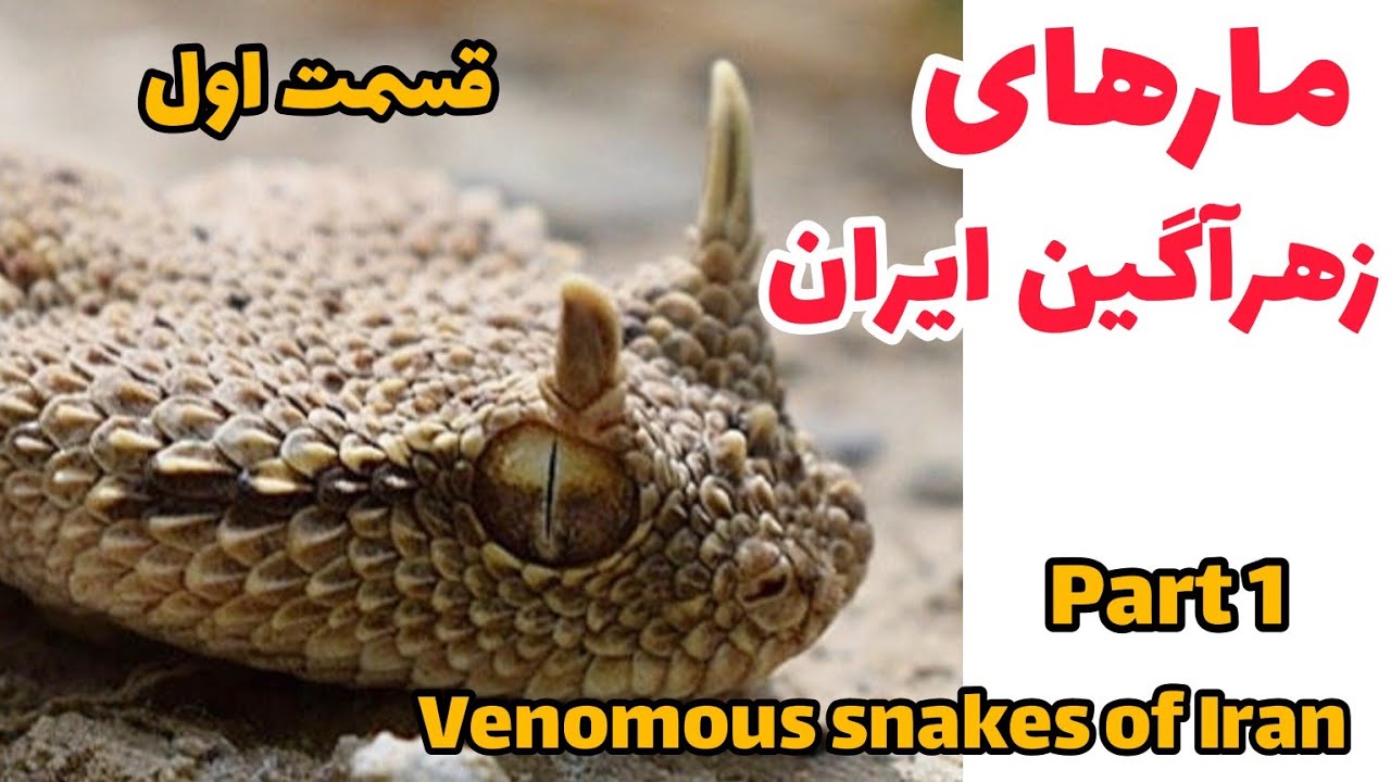 مارهای زهرآگین ایران _ Venomous snakes of Iran _ مارهای ایران - YouTube