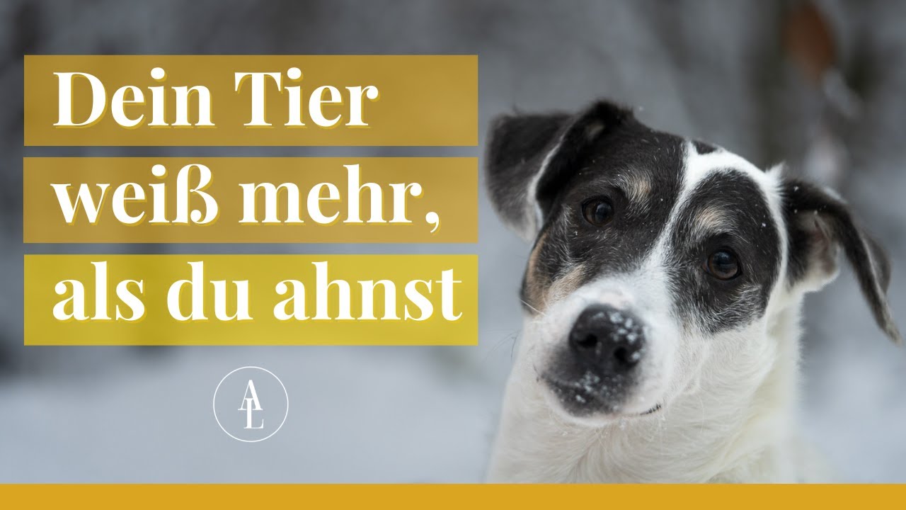 Dein Tier kennt dich besser, als du denkst! – Was es dir durch die ...