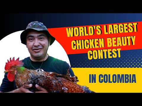 World's Largest Chicken Beauty Contest in Colombia - YouTube