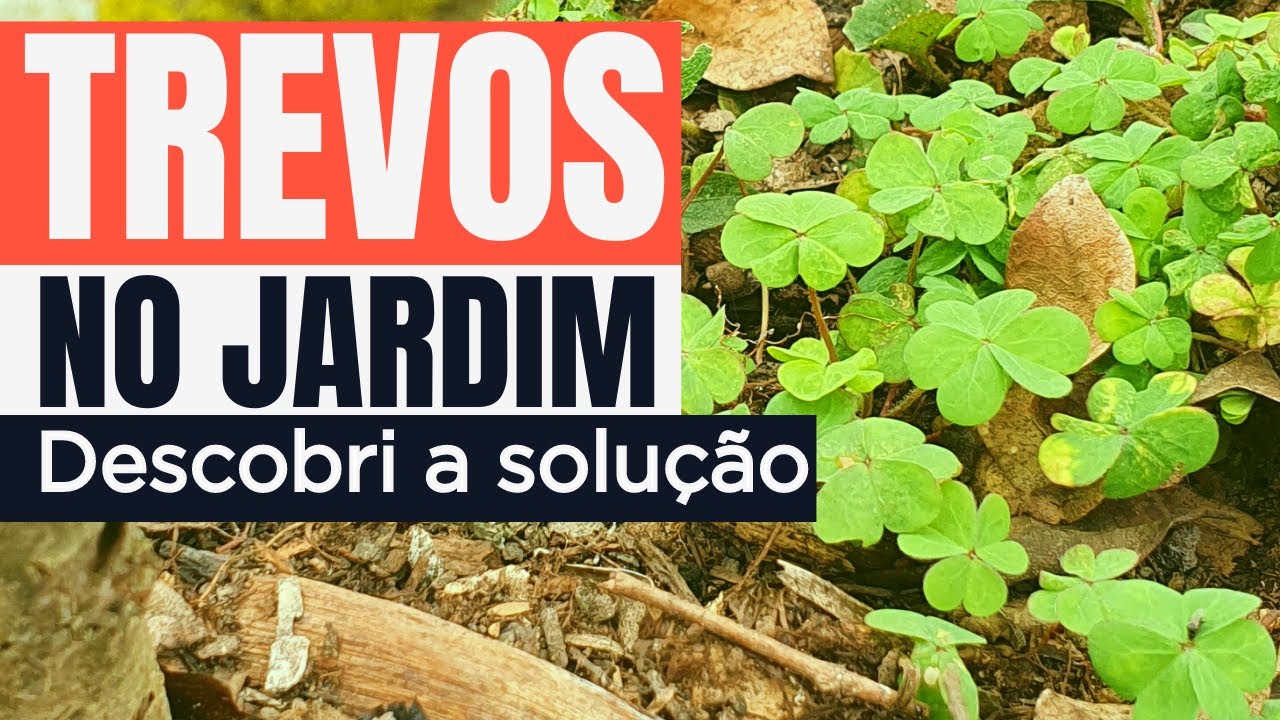 TREVOS DO JARDIM COMO ELIMINAR GASTANDO POUCO - Solução definitiva para ...