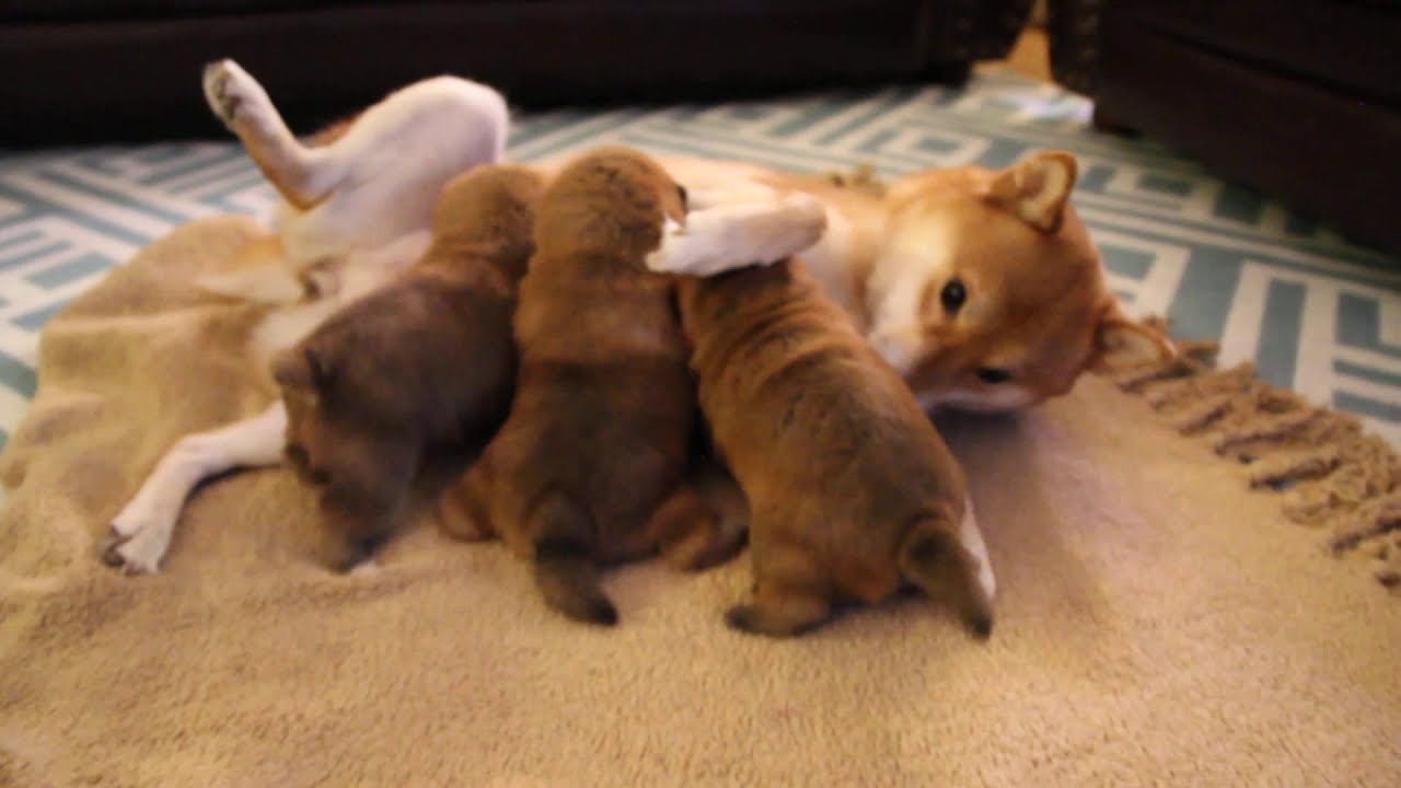 Mom Shiba nursing her big babies - YouTube