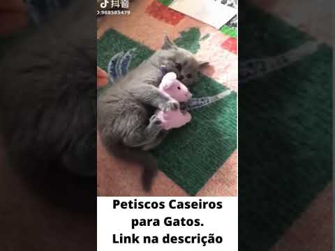 Vídeos Engraçados de GATOS #shorts