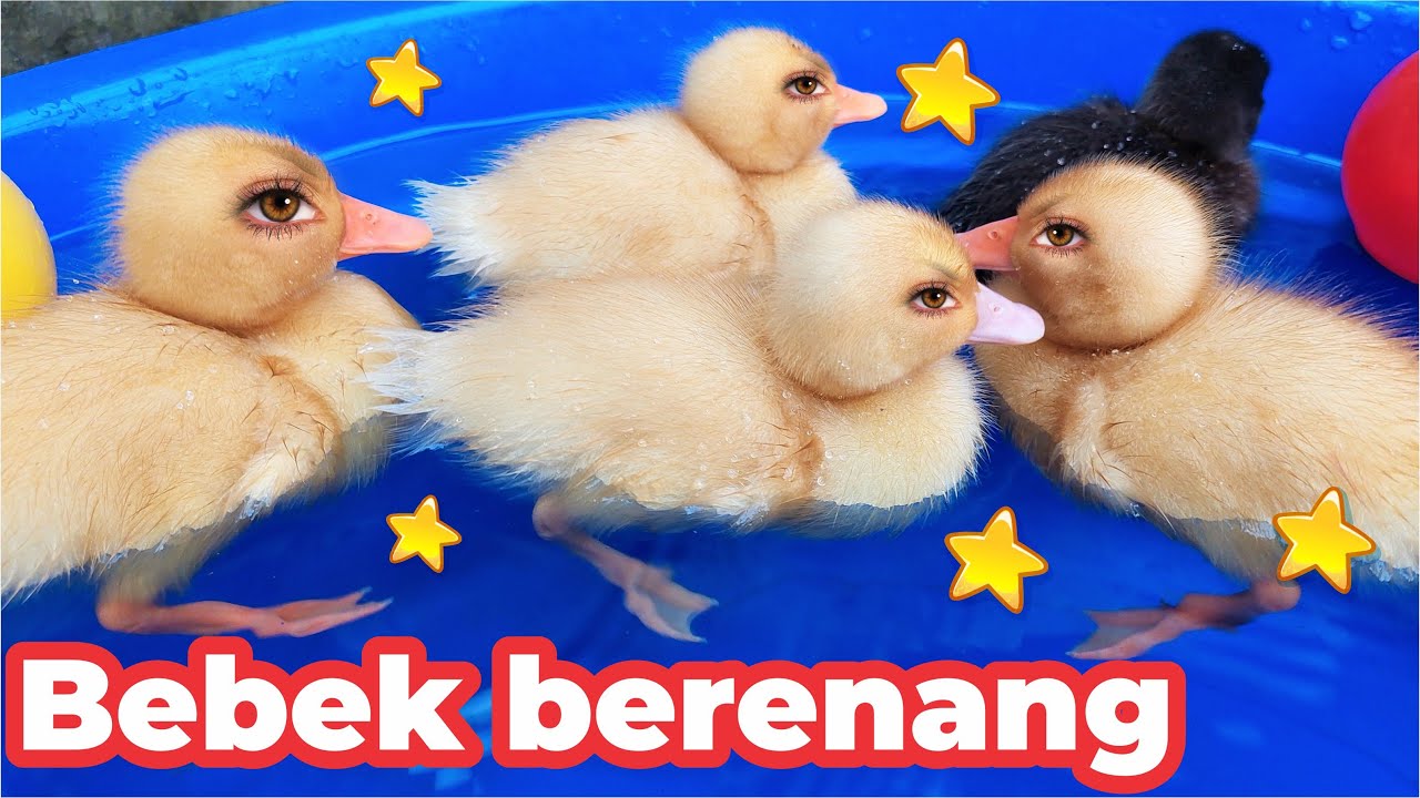 BEBEK BERENANG KWEK KWEK ,BEBEK ANGSA TELUR EMAS BEBEK LUCU DAN IKAN ...