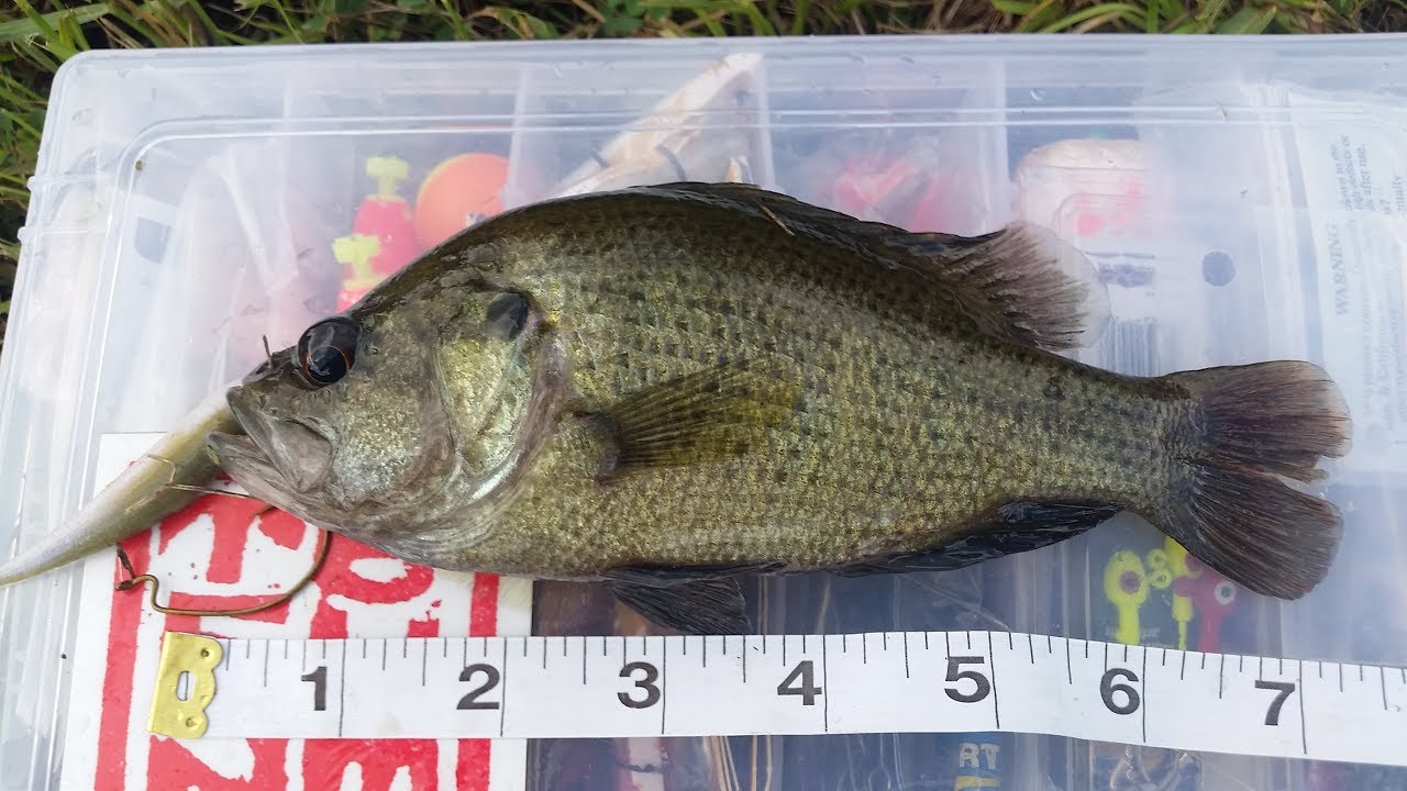 Big Catch Hunt: Warmouth (Texas Rigged Gulp! Minnow?!) - YouTube