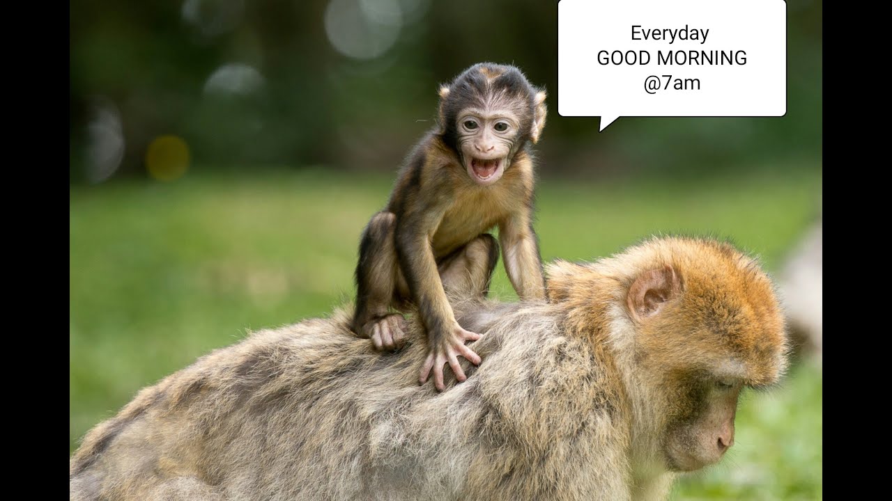 Good morning- am pm greetings - YouTube