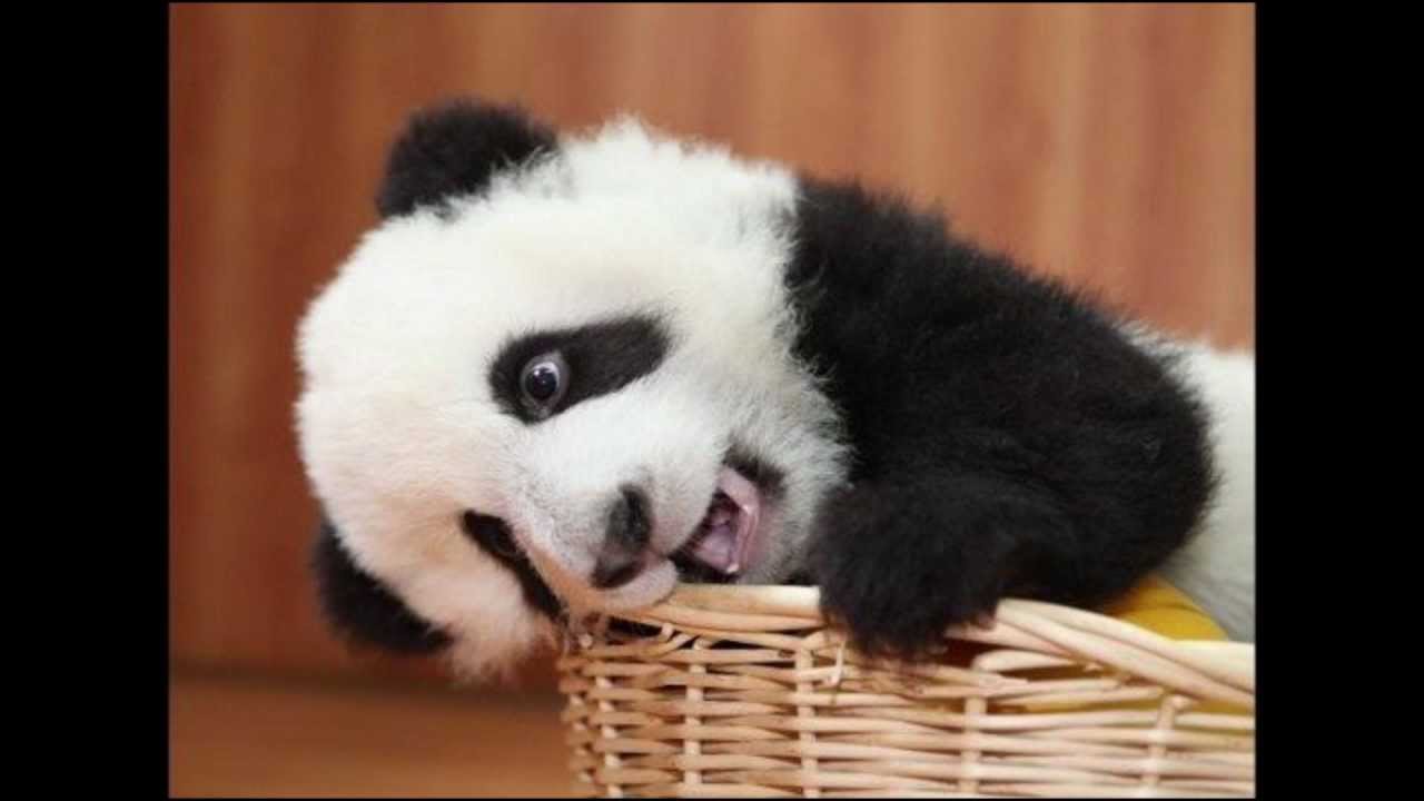 Chillin Baby Panda. - YouTube