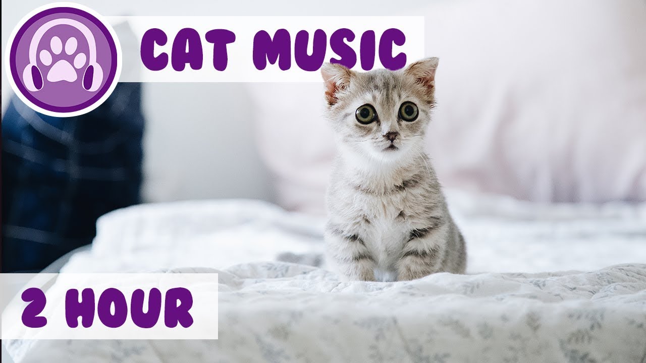 Relaxing Music for Cats - Cat Sleep Music 2019! - YouTube