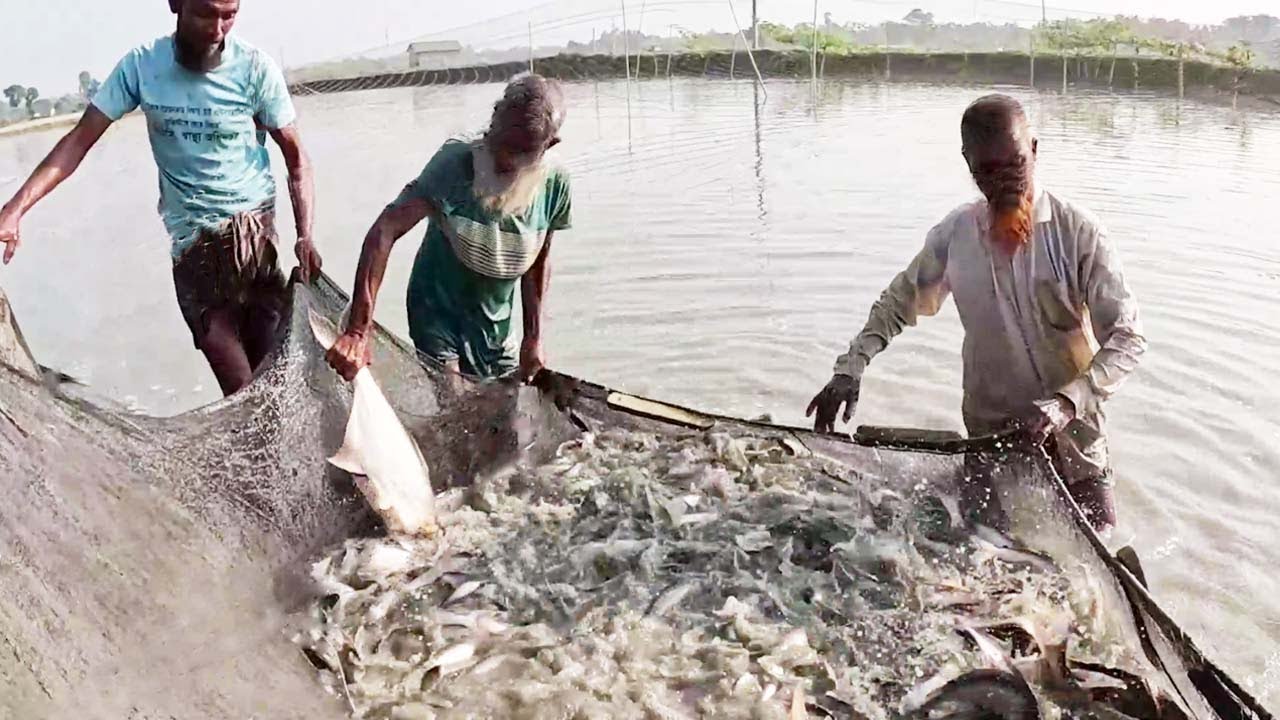 Amazing Net Fishing Videos Beautiful Village Pond Water Cast Net amazing-net-fishing-videos-beautiful-village-pond-water-cast-net