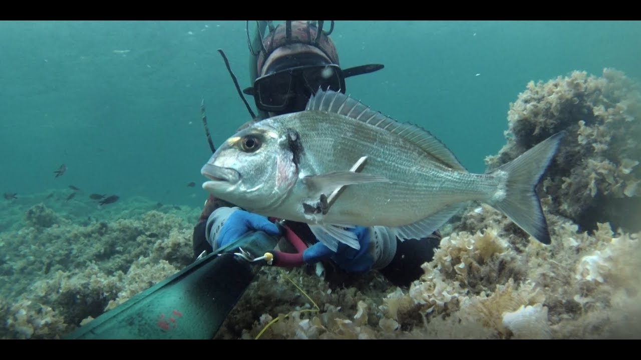ψαρεύοντας στήν ακτογραμμή!!!Spearfishing at the coastline.. - YouTube