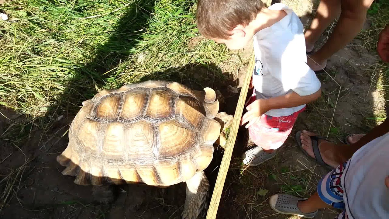 Mortise the Tortoise - YouTube