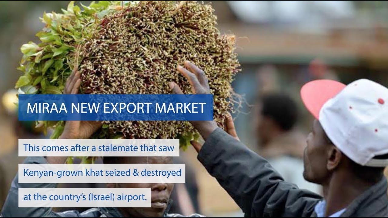 Major boost to Miraa farmers as they find new market in Israel ...