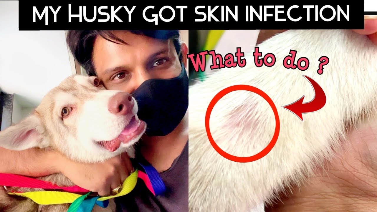 My Husky got Skin Infection | What to do ? Took him to his Vet | Wolfy ...