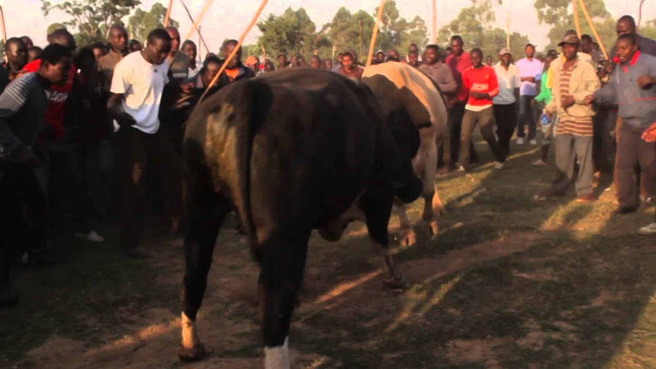 Bullfighting with the boys in Kenya - YouTube