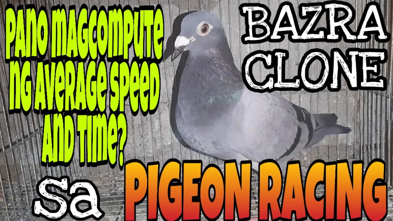 INBREEDING PROJECT FATHER X DAUGHTER MATING!Pano magcompute ng speed ...