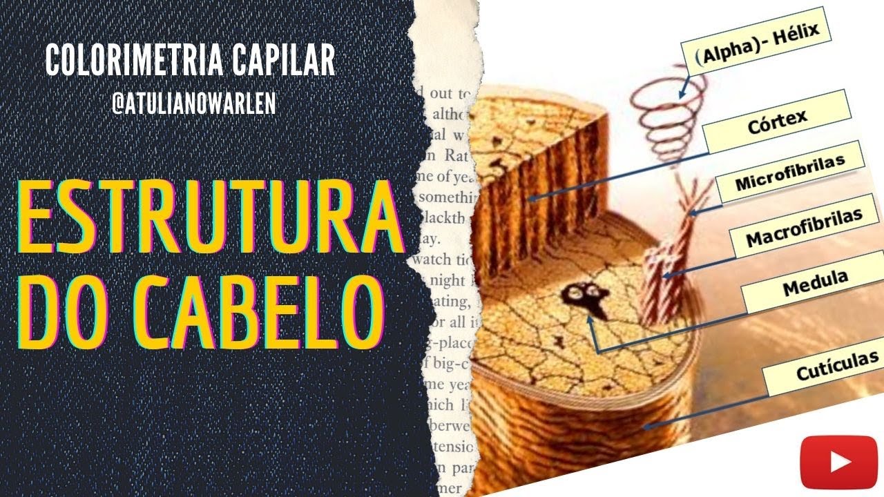 ESTRUTURA DO CABELO - YouTube