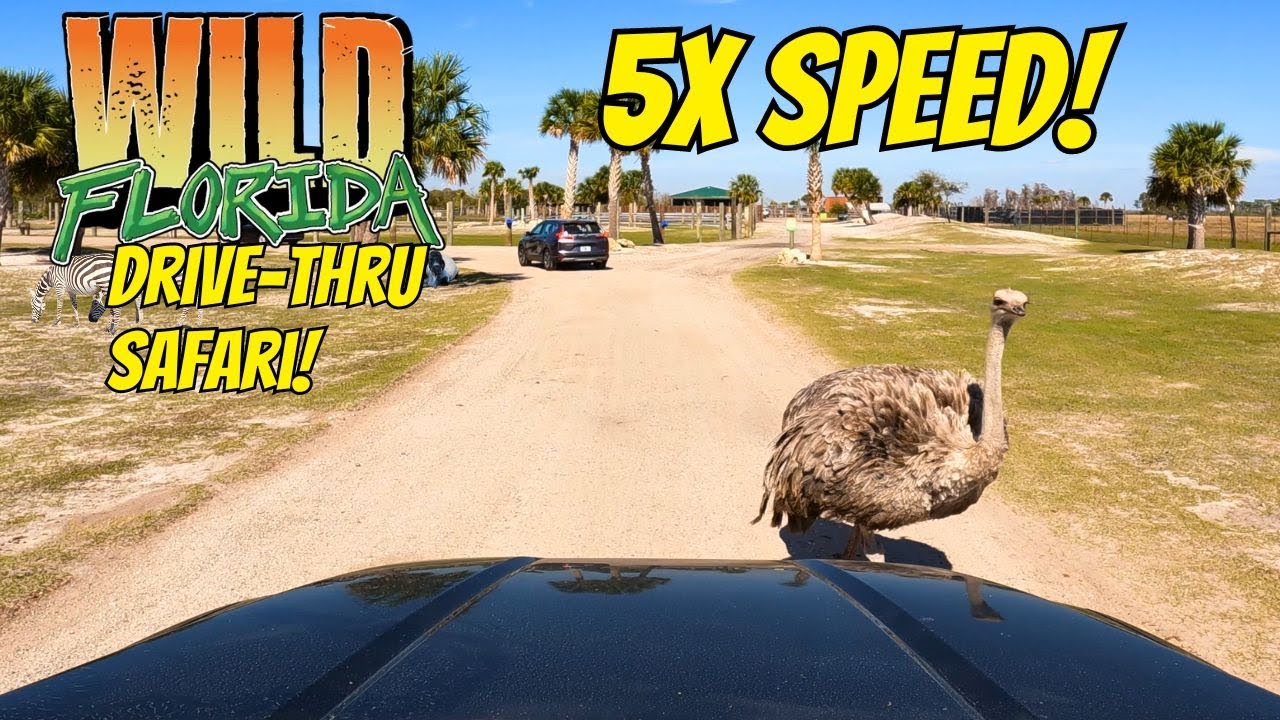 Wild Florida Drive-Thru Safari Feb 2024 | 5X Speed Complete Driving ...