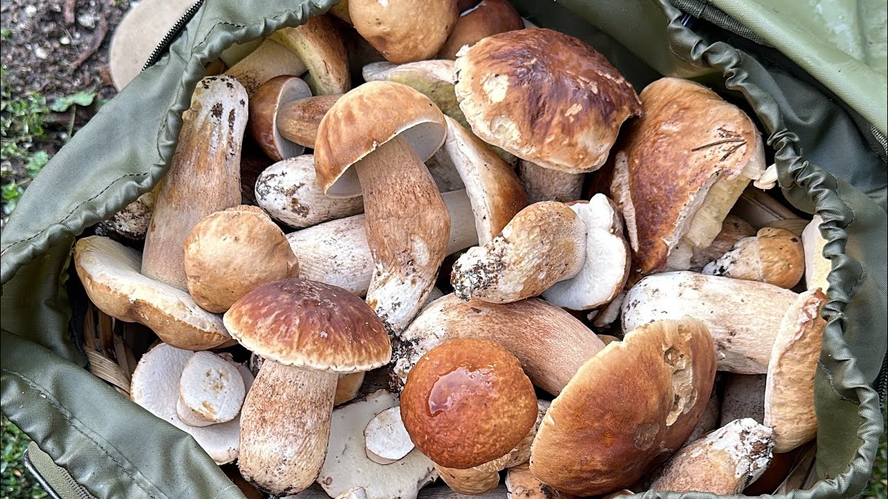 FUNGHI PORCINI LA CAVATA DEL MILLENNIO - FUNGAIA INFINITA - MIGLIAIA DI ...