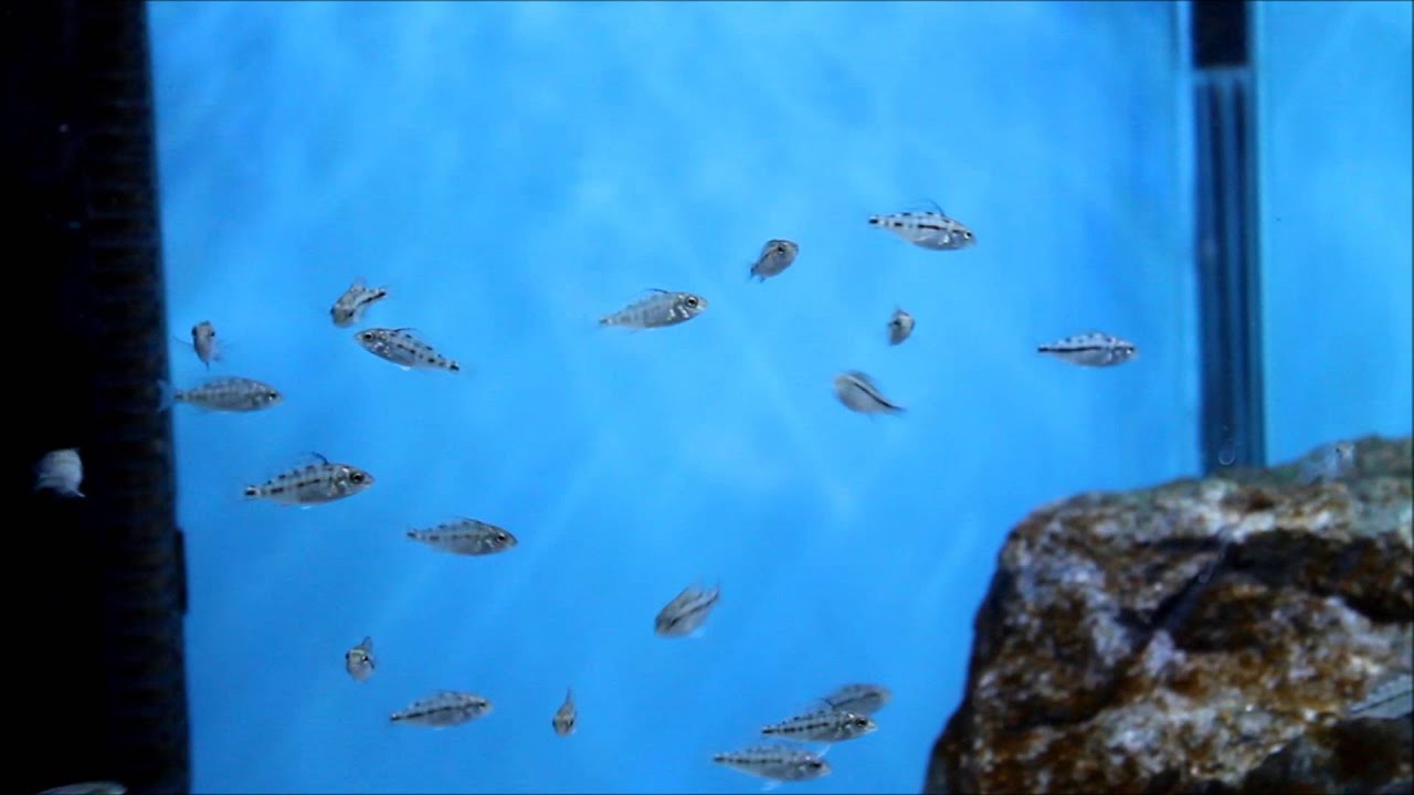 Baby Red Empress Cichlid