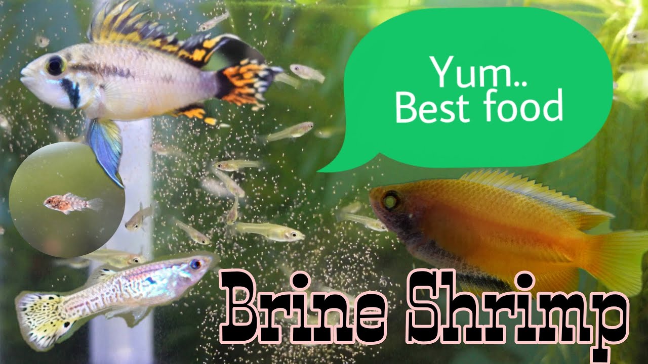 Feeding live brine shrimp to all our fish: The BEST way to feed them ...