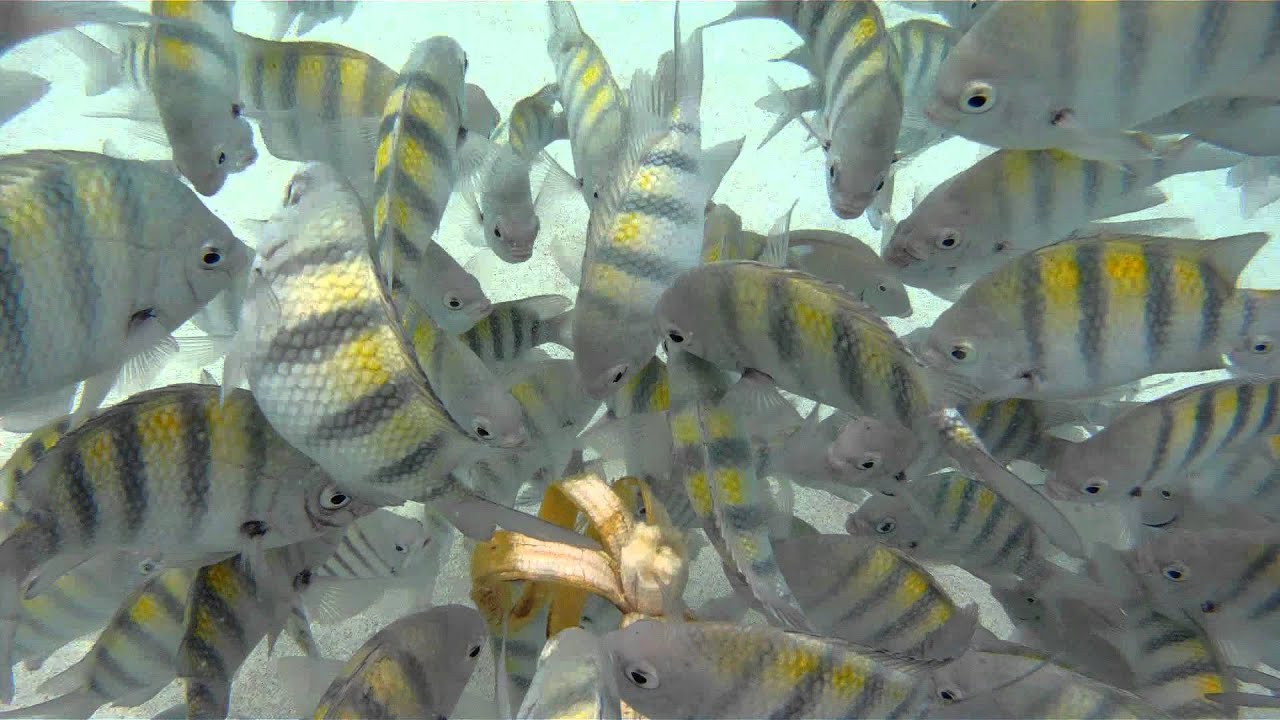 Fish Go Bananas, How to Hand Feed Fish - YouTube
