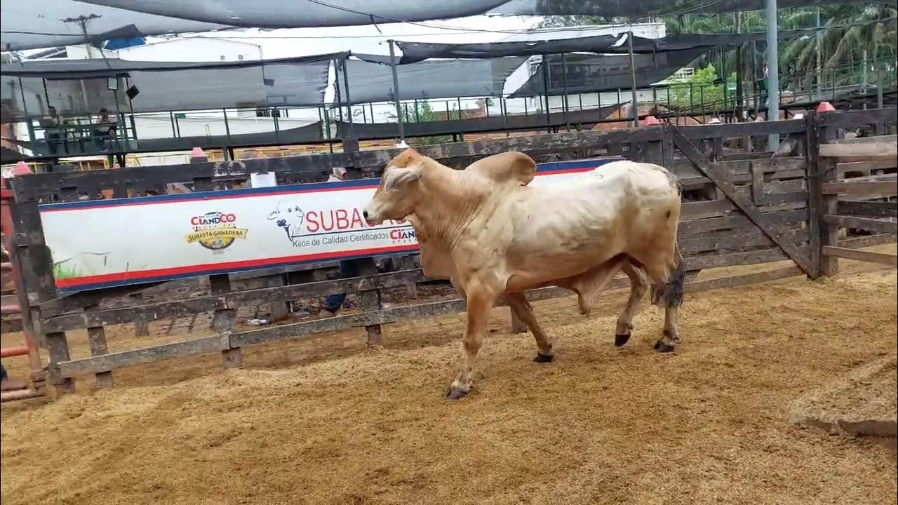 Subasta #14 - Lote #175 - YouTube