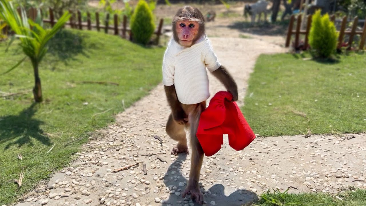 Super funny! Cutis naughty climb tree lost pants - YouTube