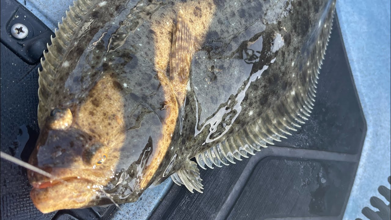 San Diego bay halibut kayak Fishing #spotted, bass, and Sand Bass - YouTube