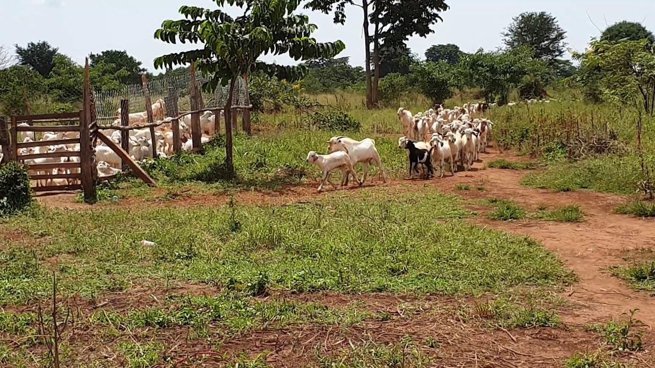 How to separate goats on small land to avoid inbreeding - YouTube