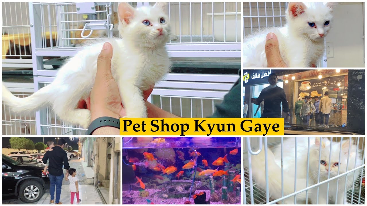 New Pet Shop In Saudi Arabia 2021 😍| Al Jubail Pet Shop Part - 1 | Life ...