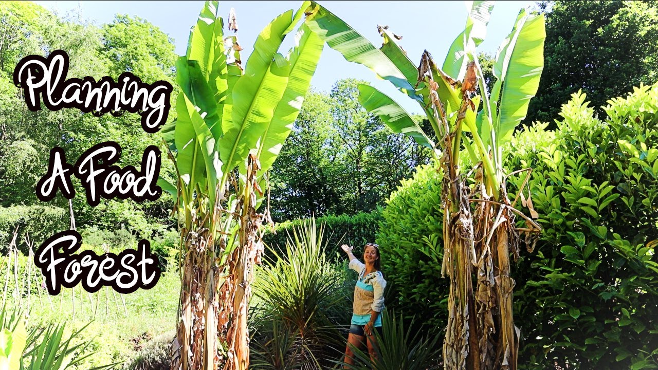 Planning A Food Forest - Temperate Climate Forest Gardening UK ...