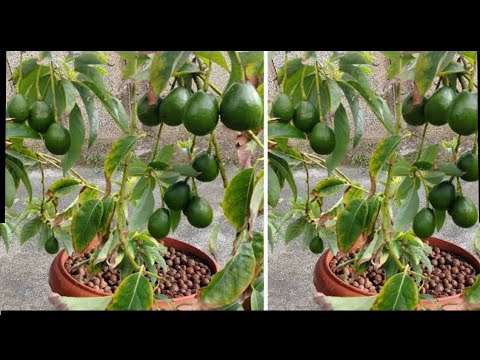 APENAS 3 INGREDIENTES FAZ O SEU PÉ DE ABACATE FRUTIFICAR MUITO/COMO ...