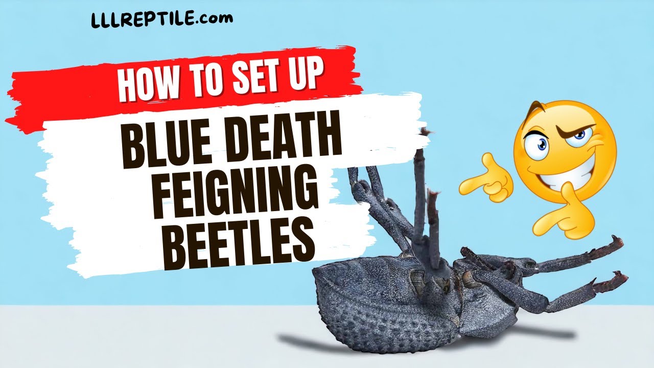 How to set up blue death feigning beetles - YouTube