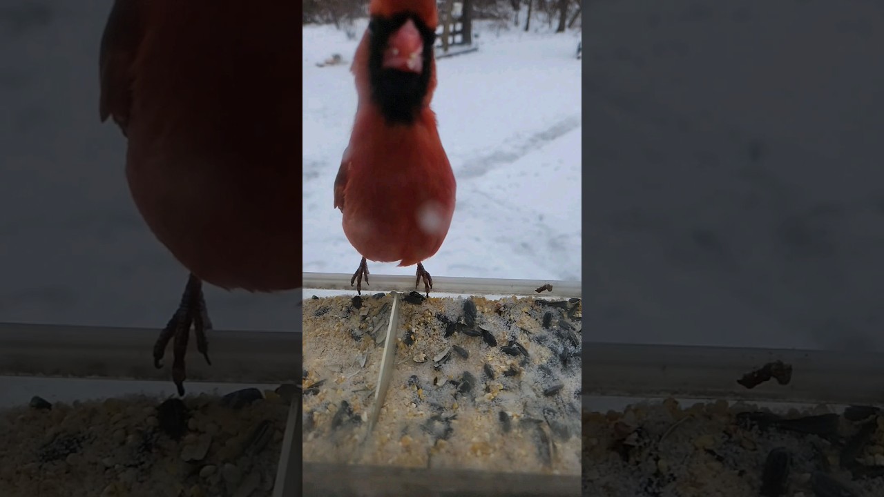 Funny Cardinal in Slow Motion #birds #cardinals #winter - YouTube
