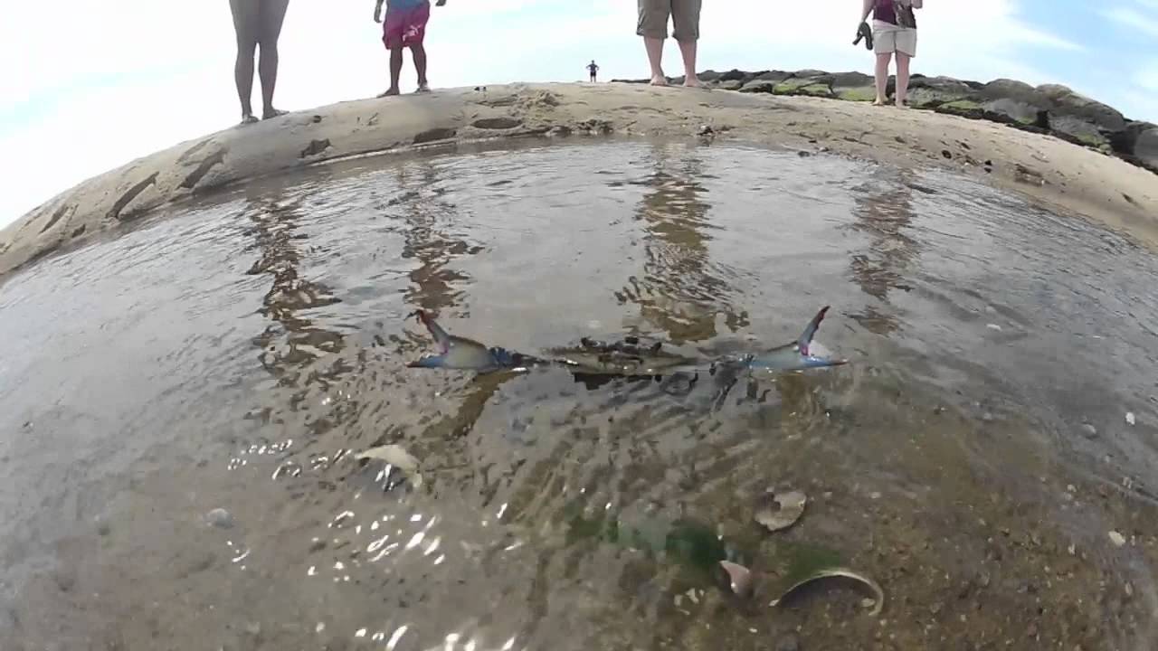 Blue Crab Dance - Hyannis, Massachusetts - YouTube