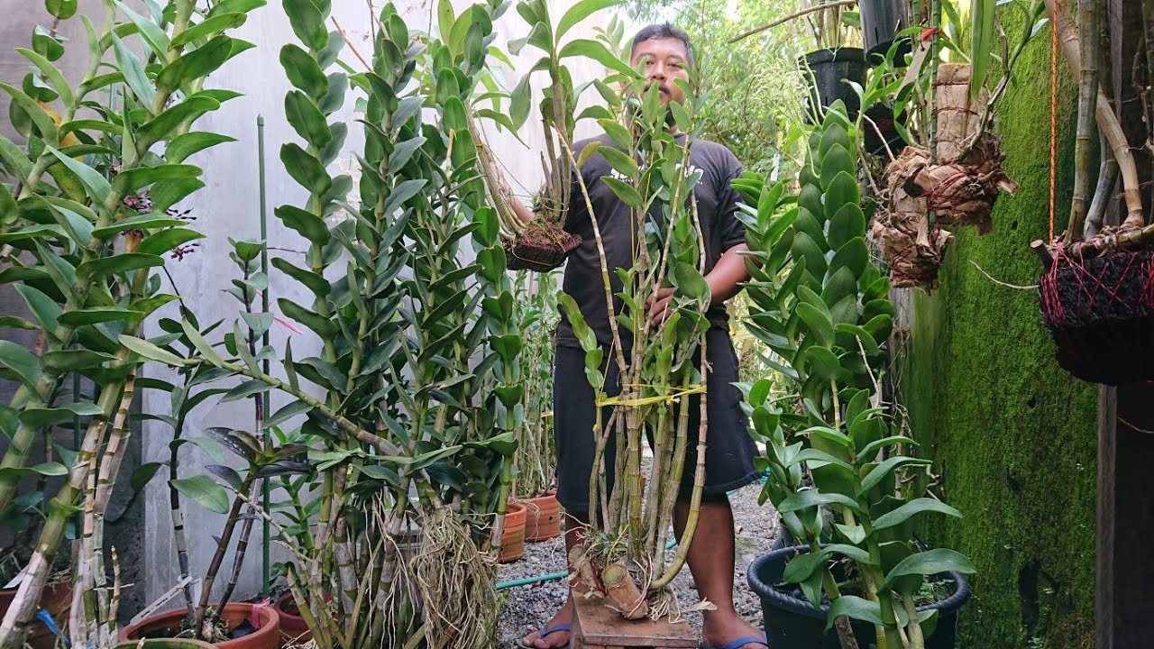 full rimbun Anggrek Papua, anggrek spesies, anggrek cabutan hutan ...