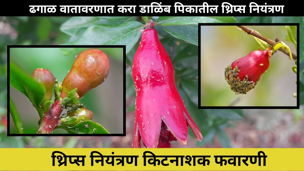 डाळींब बागेतील थ्रिप्स, मावा नियंत्रण कसे करावे | Dalimb thrips control ...