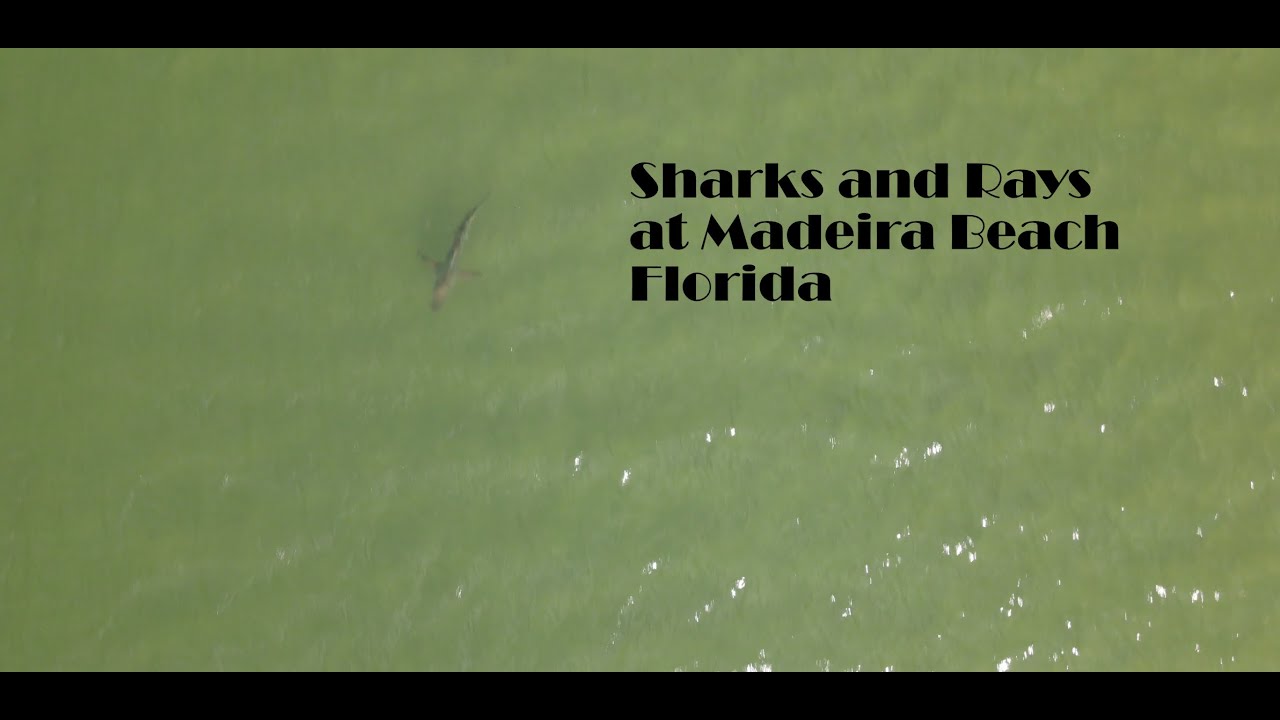Sharks and Rays Madeira Beach Florida Drone Footage - YouTube