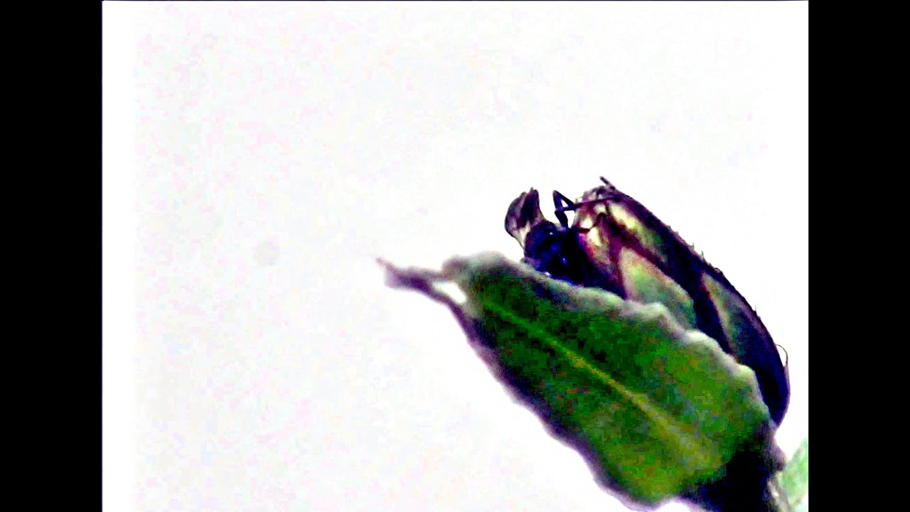 Naturbeobachtung Töpfergrabwespe(Trypoxylon figulus(L. 1758)) auf ...