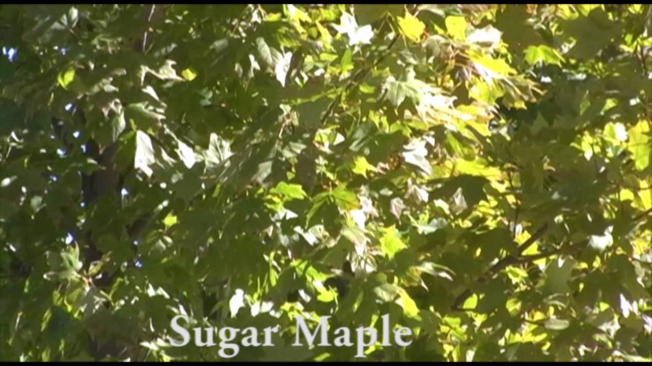 Sugar Maple - YouTube