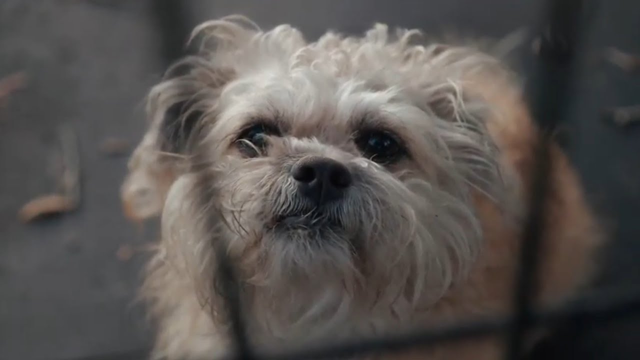 Animal Rescue Commercial - YouTube
