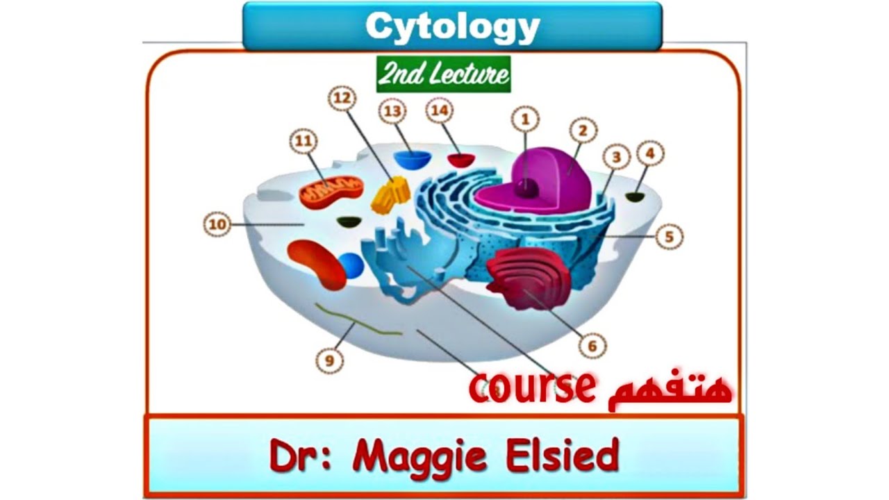 cytology lecture 2 | The structure of the cell - YouTube