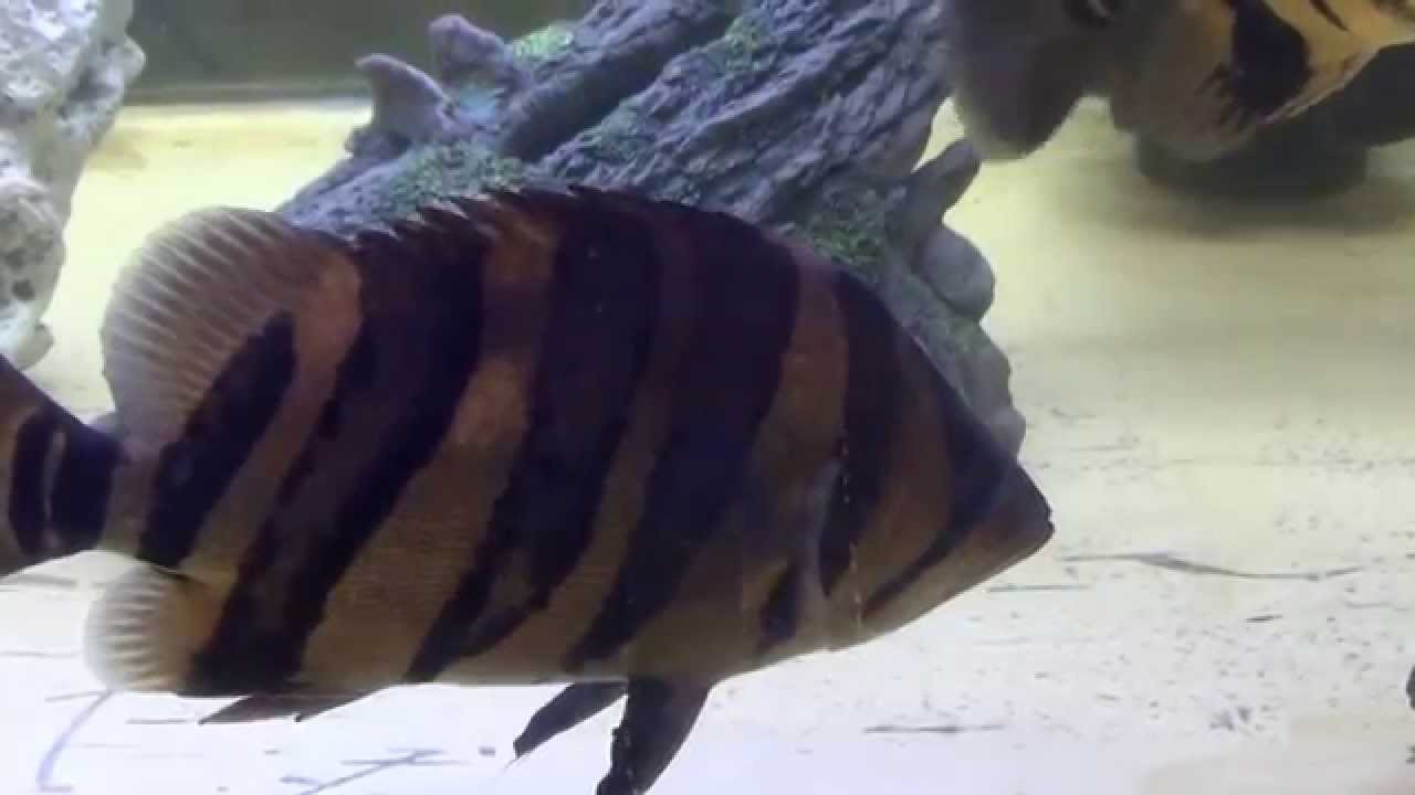 Indo Datnoids- 14- 18 inches - YouTube