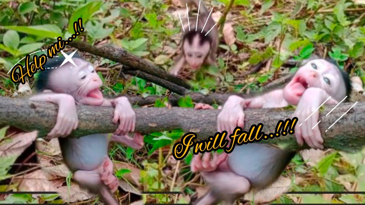 baby monkey "fell".. ooohh nooo.. kiekie.. are you okay‼️..let's use ...