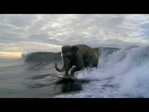 Accenture Surfing Elephant - YouTube