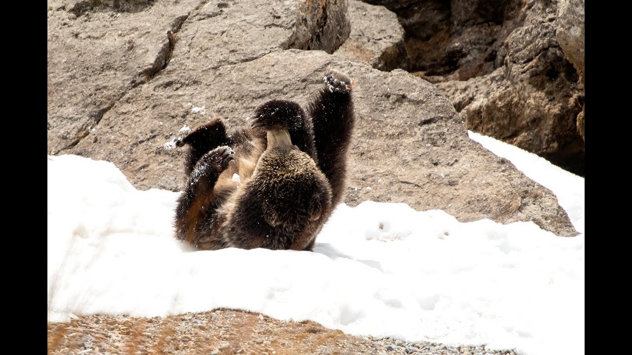 Yellowstone Grizzly Bear Attacks her Paws - Raspberry in Action - YouTube