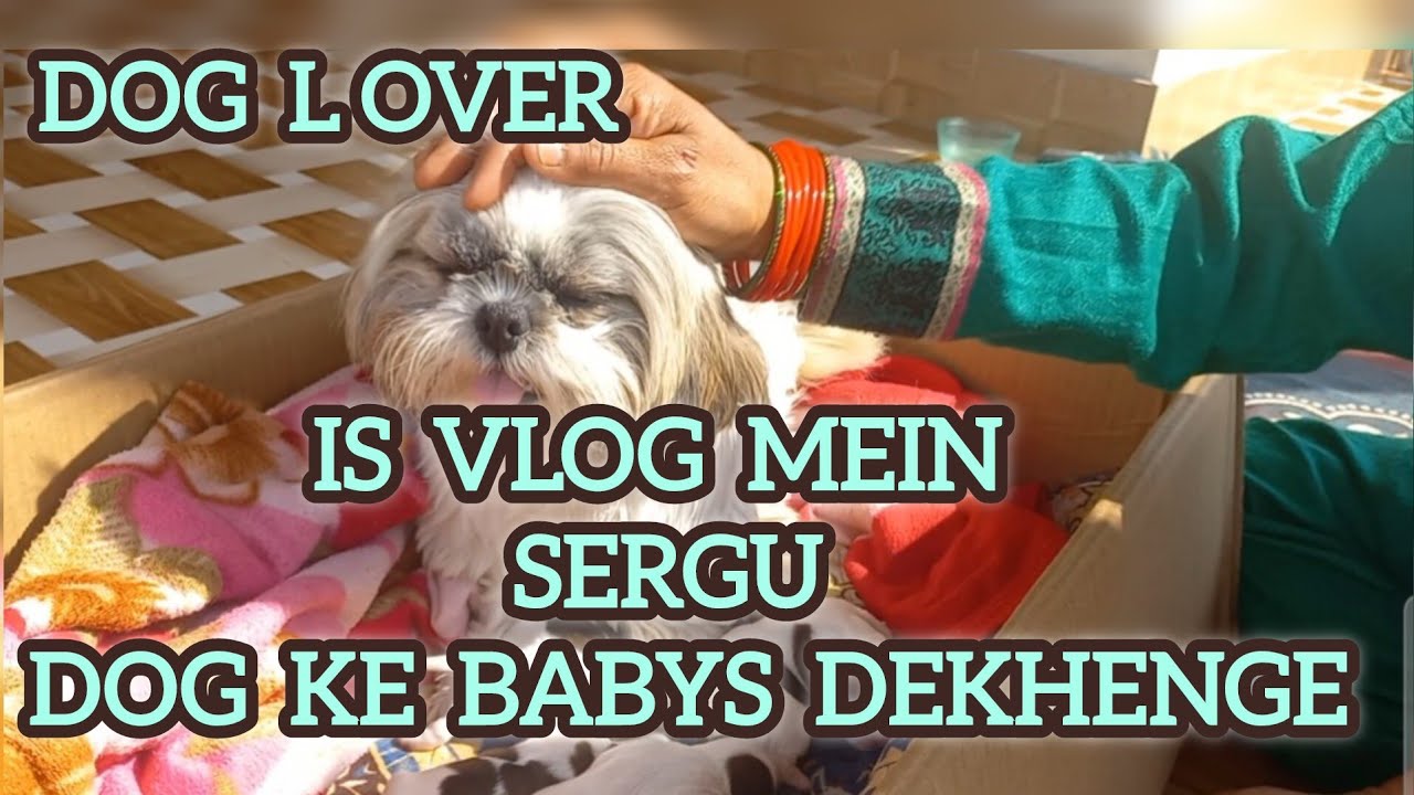 #Sergu dog ke babys dekhenge phone -no (8273353475) #Kotdwar # ...